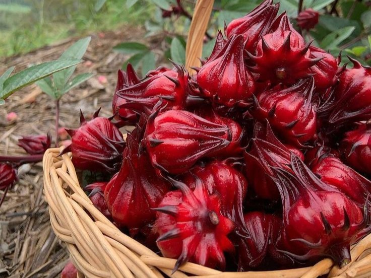 8 Langkah Praktis Membuat Teh Rosella